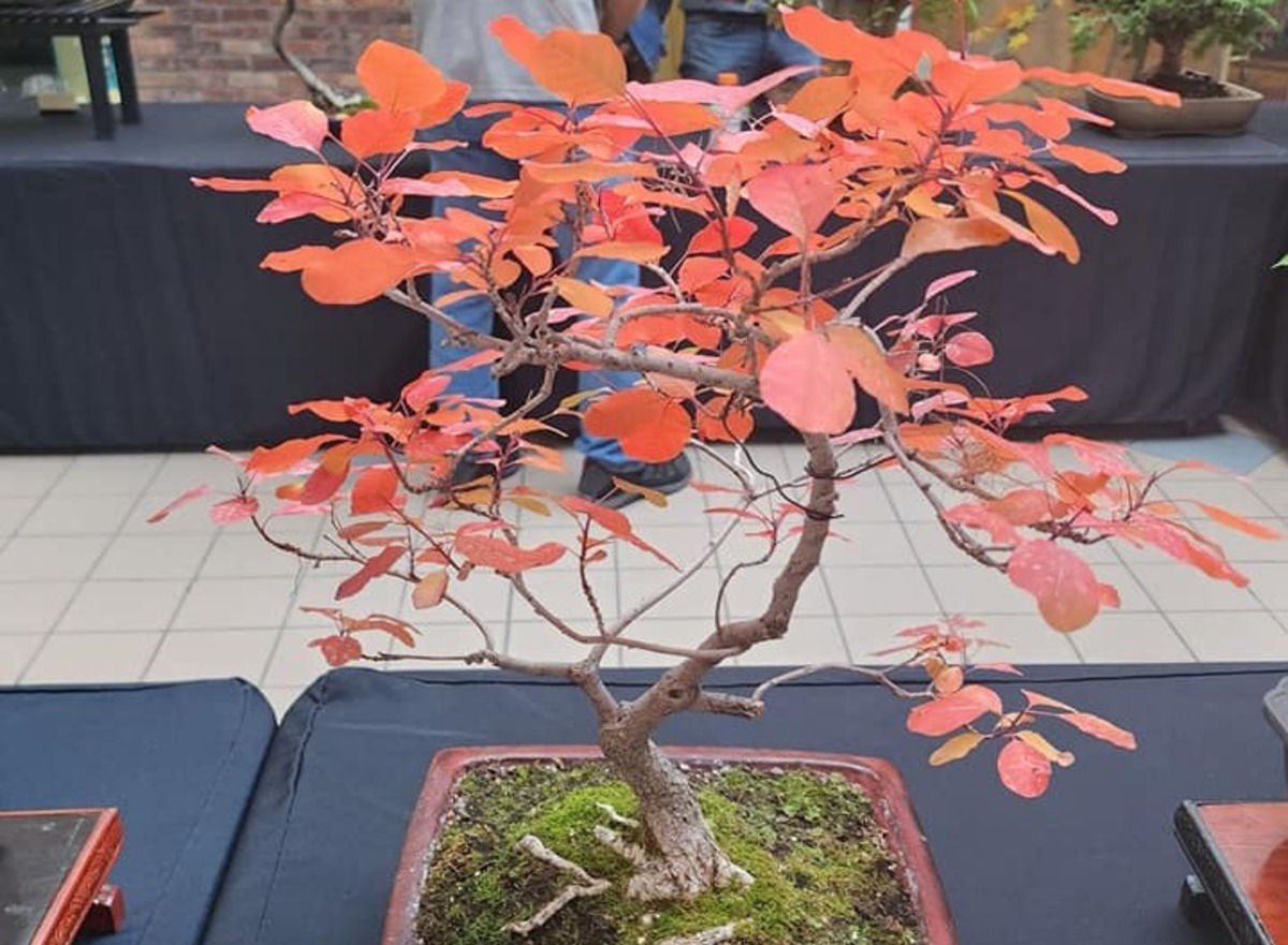 Smoke Tree Bonsai : Harnessing the Beauty of Colors and Texture