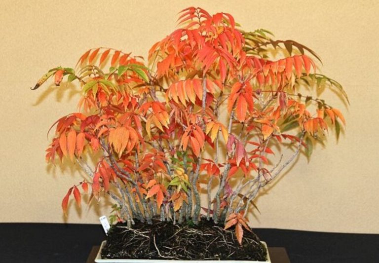 Sumac Bonsai: A Tiny Tree with a Big Impact
