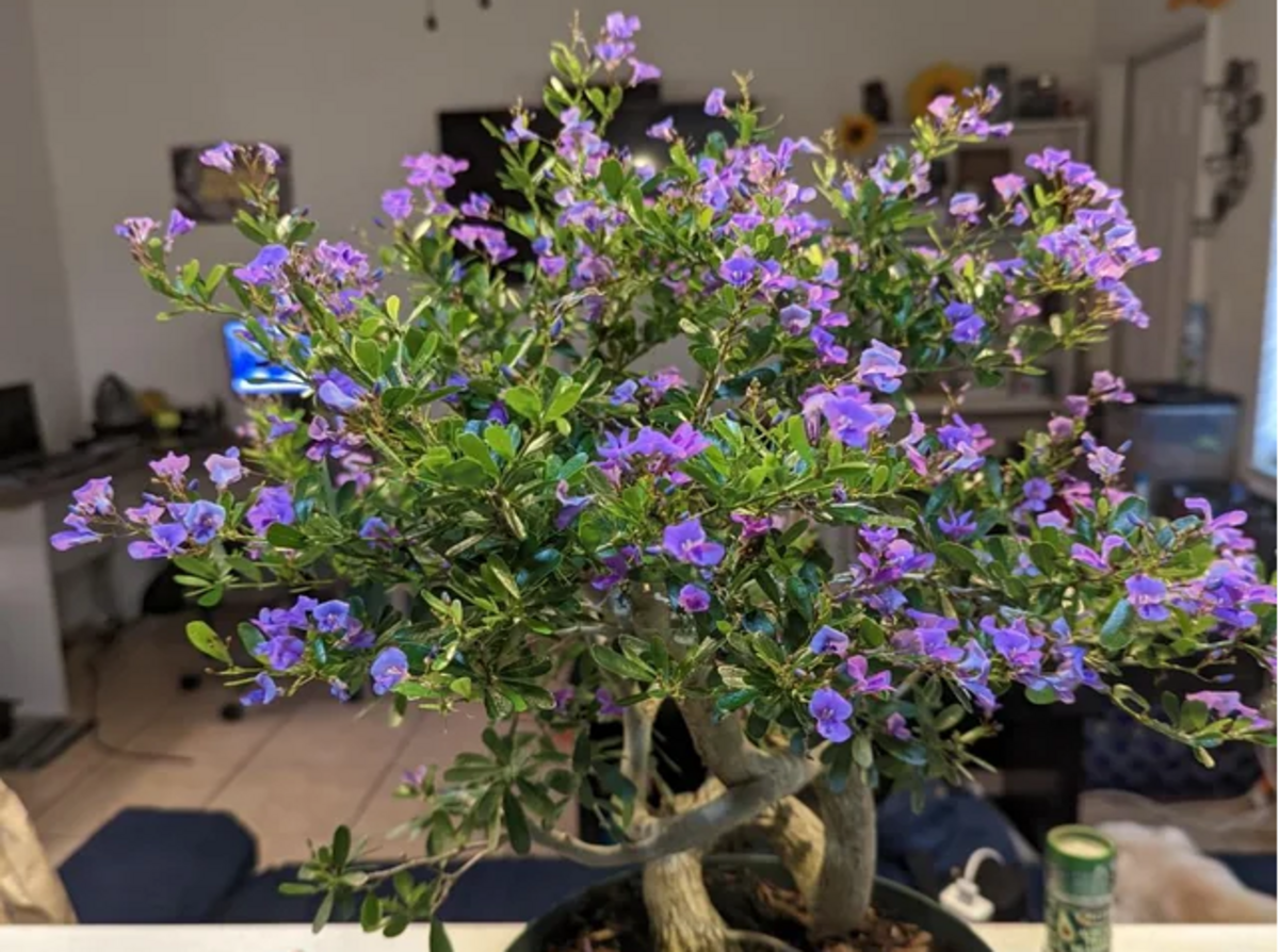 Vietnamese Blue Bell Bonsai: A Natural Artistry in Miniature