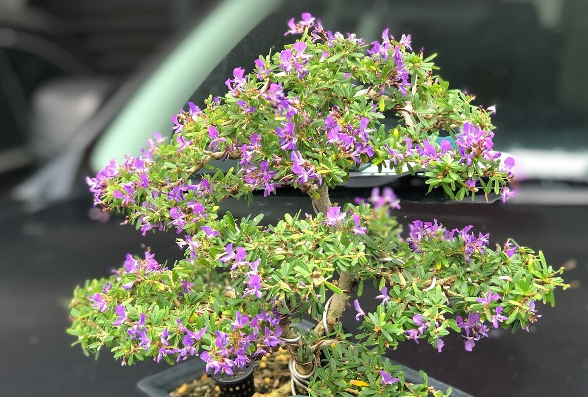 Vietnamese Blue Bell Bonsai: A Natural Artistry in Miniature