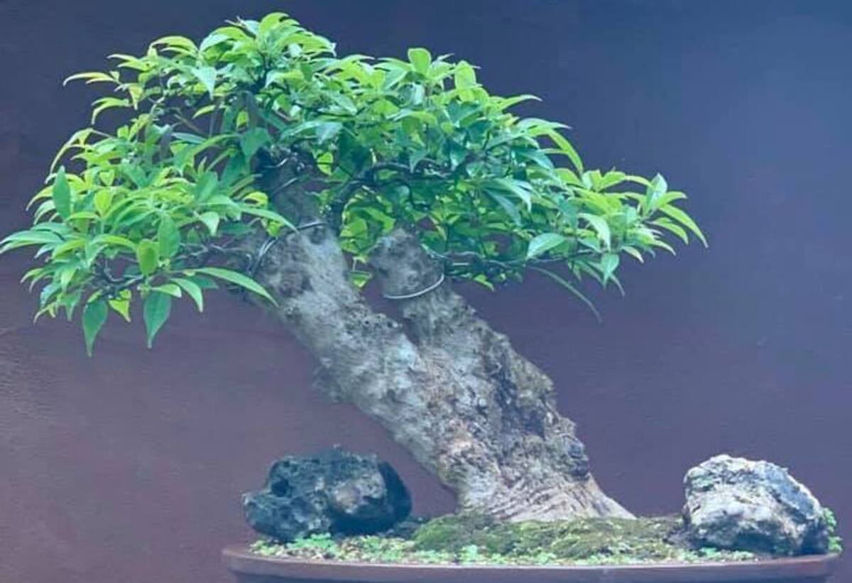 Vitex Bonsai : Discover the Enchanting World of Miniature Trees