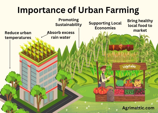 Urban Farming: The Future of Sustainable Agriculture