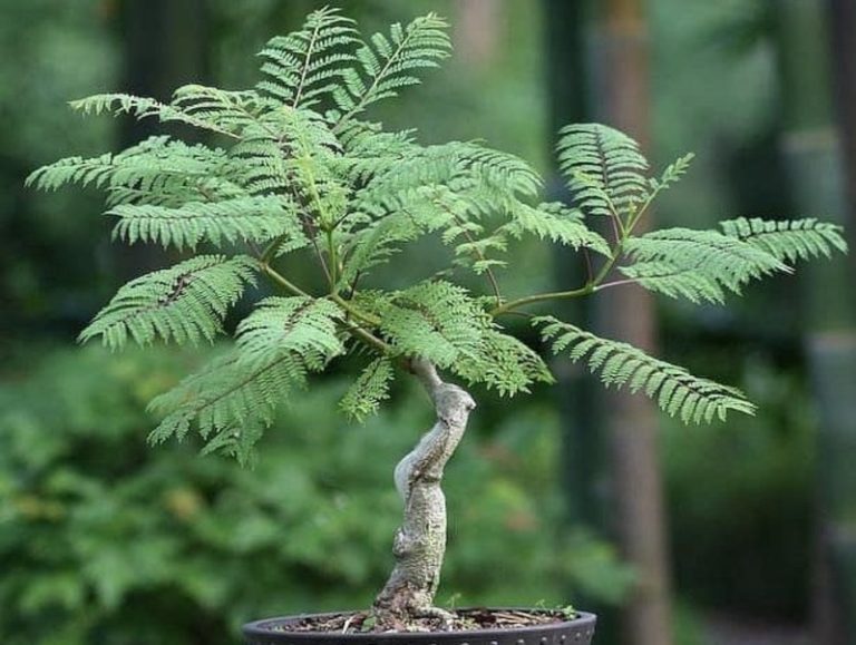 Jacaranda Mimosifolia Bonsai: The Miniature Tree with Majestic Beauty