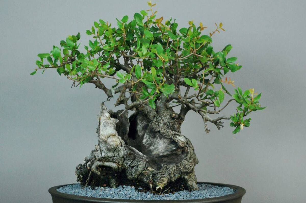 Bonsai Live Oak: A Living Work of Art for Your Home or Office