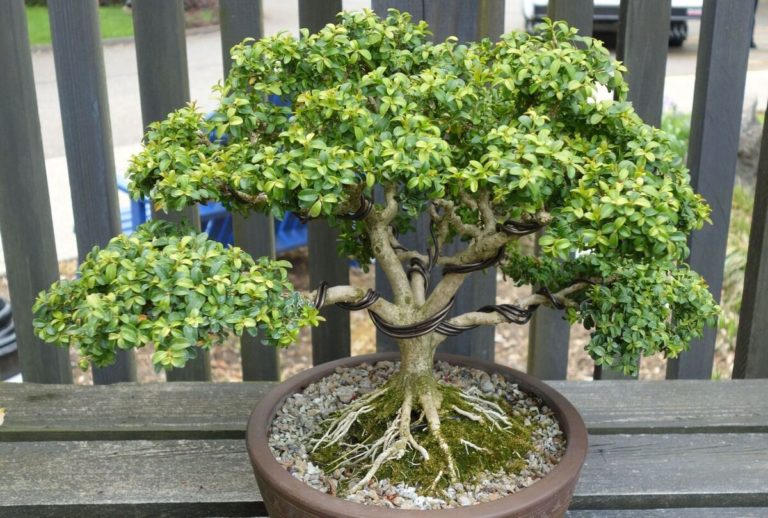 Boxwood Bonsai: A Classic and Timeless Addition to Your Collection