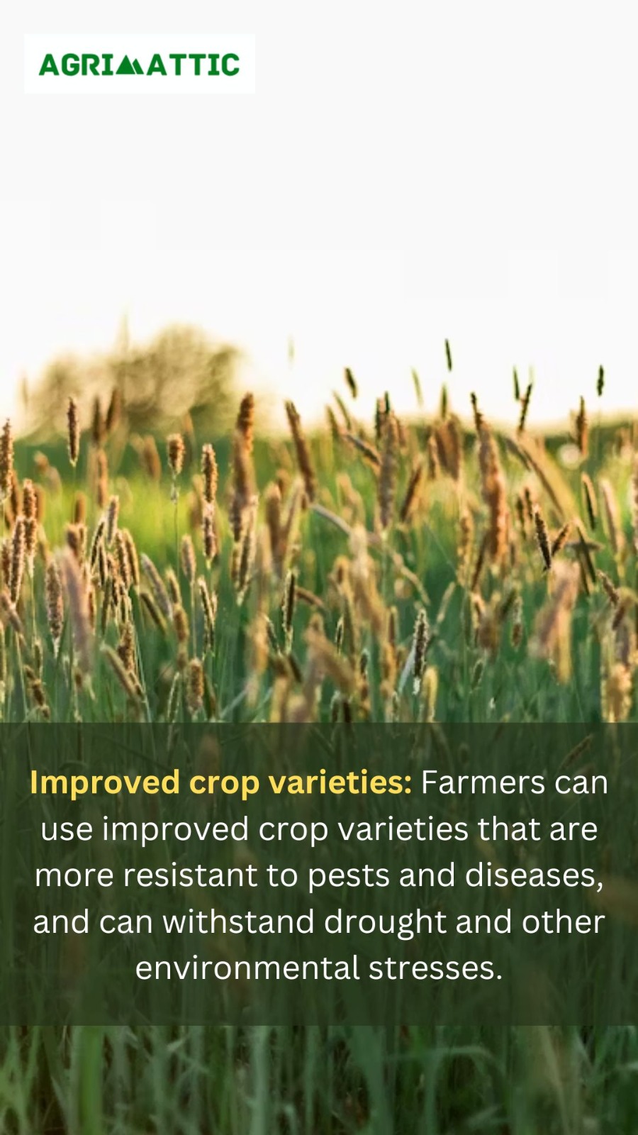 Crop Intensification - Agrimattic