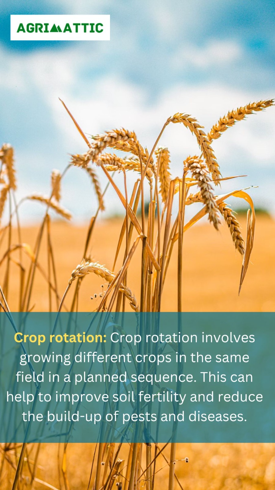 Crop Intensification - Agrimattic