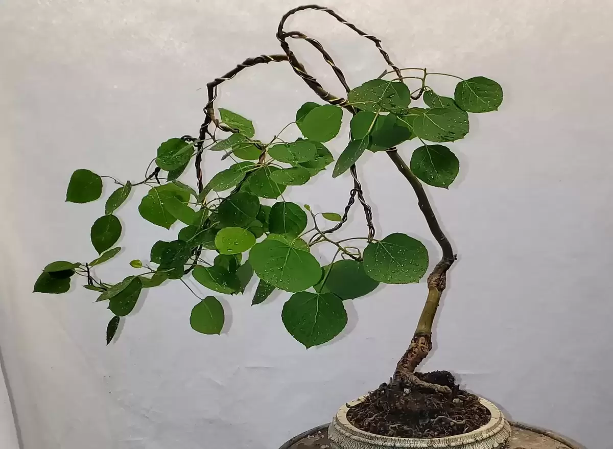 Aspen Tree Bonsai: Unveiling the Beauty of Tiny Landscapes