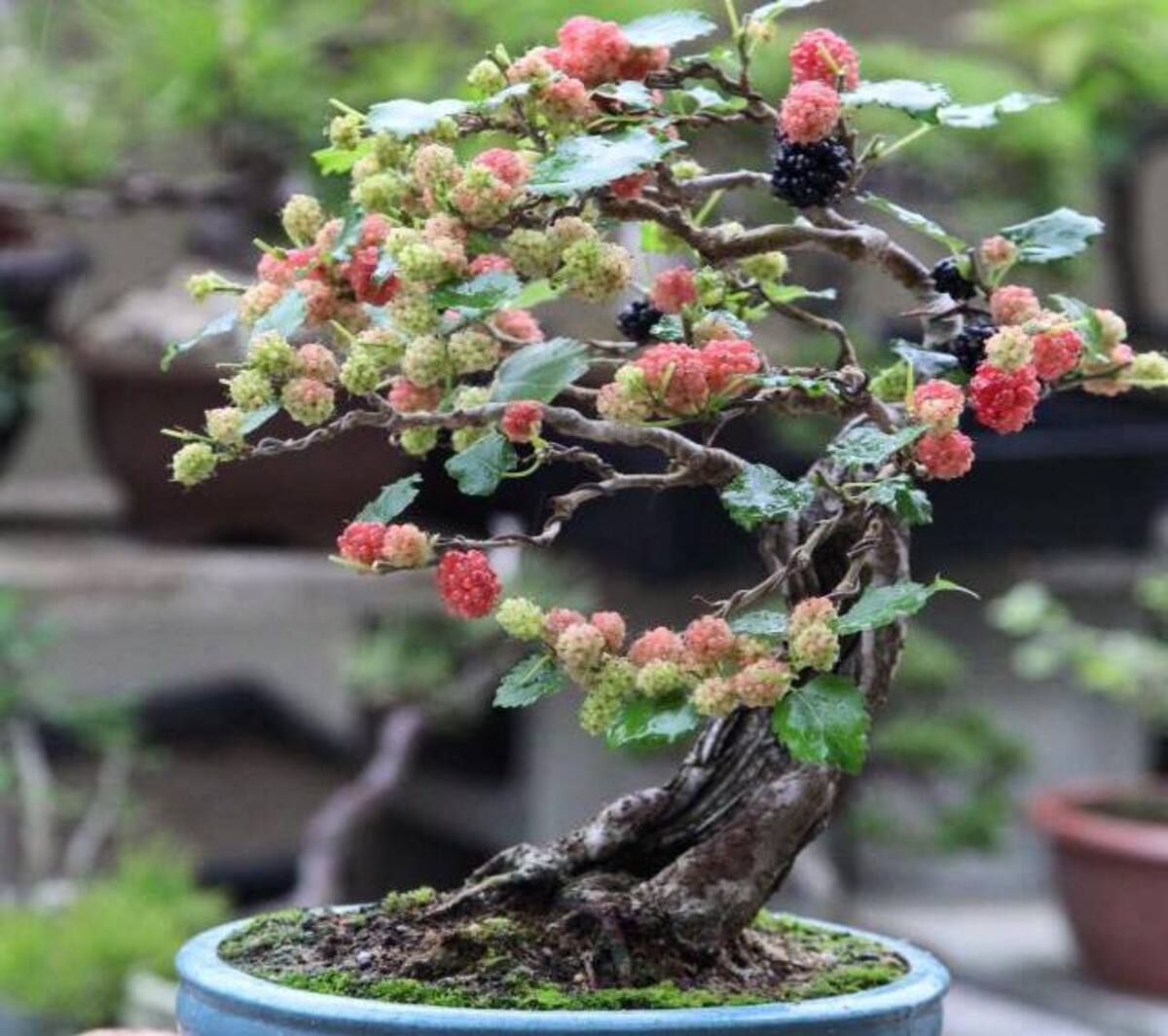 Mulberry Bonsai: A Tiny Tree with Big Character