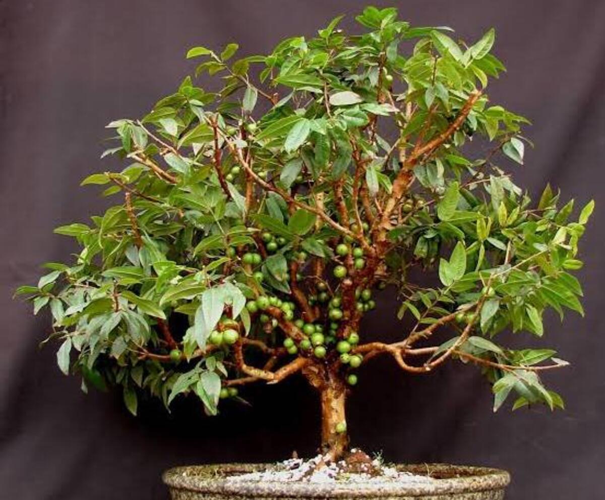 Jaboticaba Bonsai: A Unique and Beautiful Plant to Cultivate
