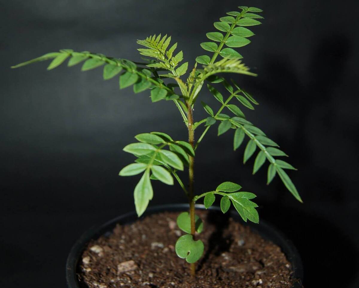 Jacaranda Mimosifolia Bonsai: The Miniature Tree with Majestic Beauty
