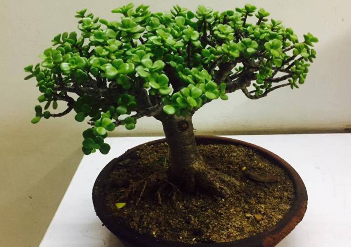 Jade Bonsai: Discovering the Charms of Miniature Foliage