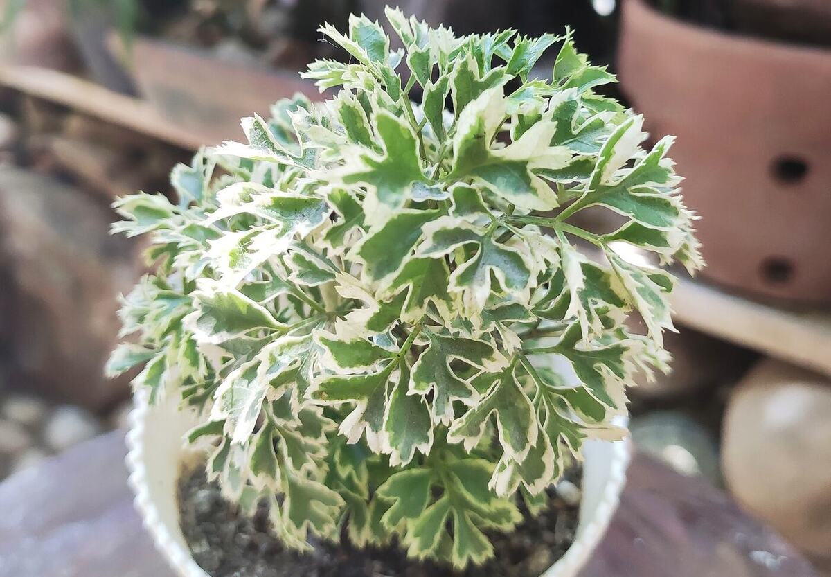 Ming Aralia Bonsai: A Beautiful and Unique Addition to Your Collection