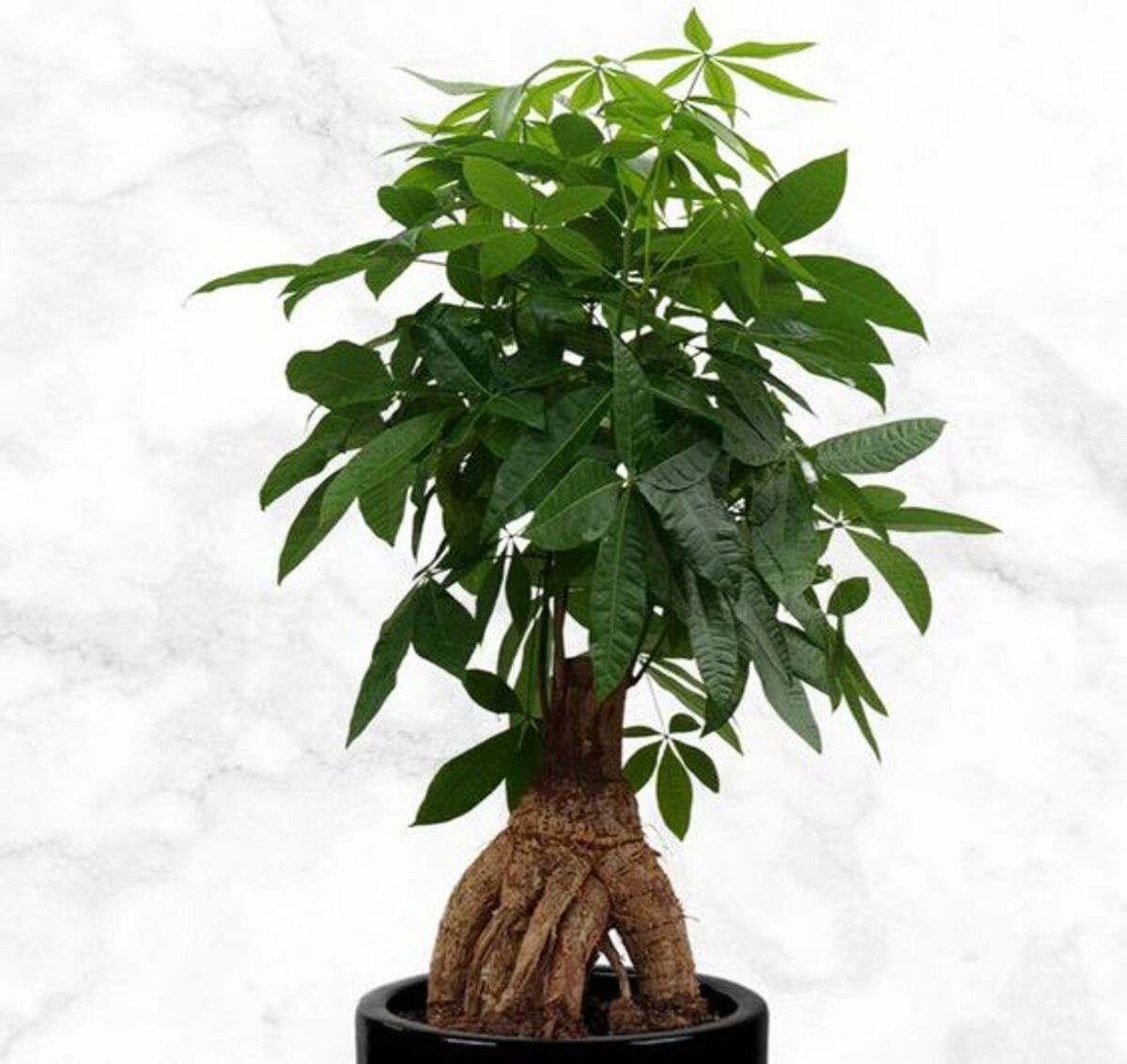 Pachira Bonsai: The Captivating Charm of Bonsai in Your Home