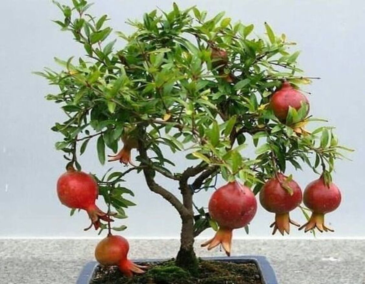 Pomegranate Bonsai Tree: A Unique Addition to Your Indoor Garden