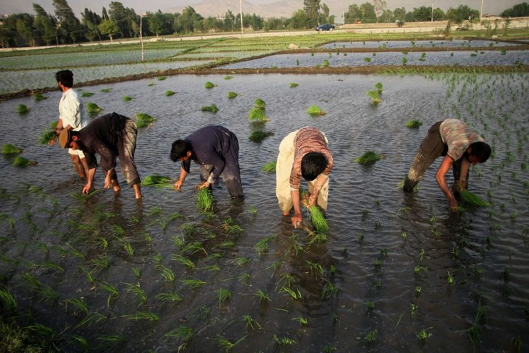 Afghanistan Agriculture Crops: A Comprehensive Overview