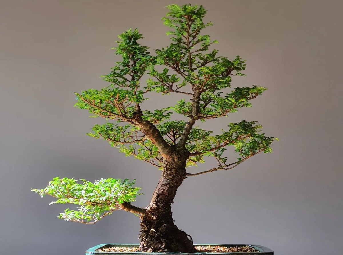 Seiju Elm Bonsai: Tiny Trees with Timeless Beauty