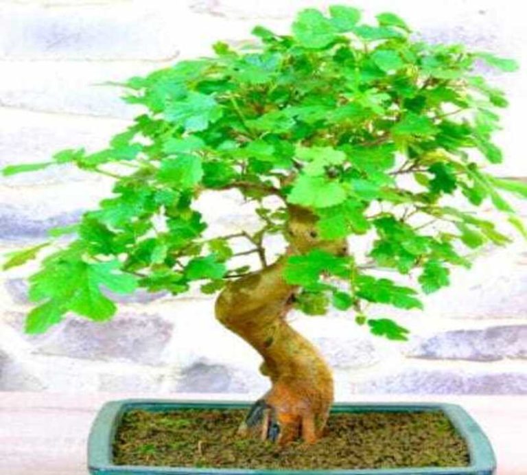 Sycamore Tree Bonsai: A Fusion of Nature, Art, and Culture