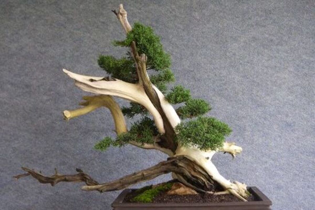 Tanuki Bonsai: Creating the Illusion of Nature