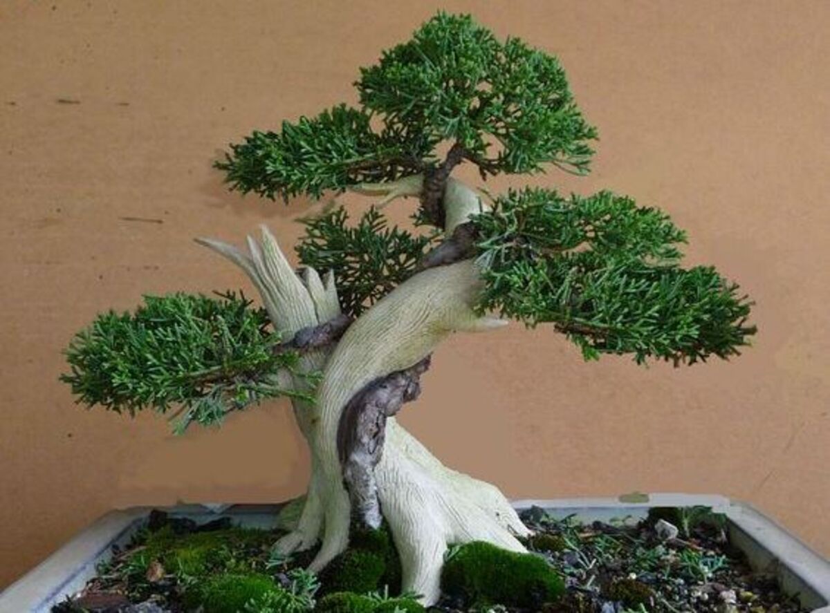 Tanuki Bonsai: Creating the Illusion of Nature