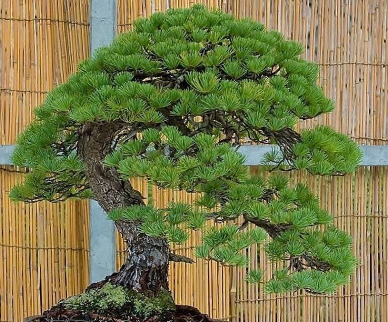 White Pine Bonsai: A Timeless Beauty for Your Garden