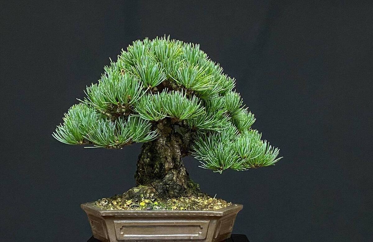 White Pine Bonsai: A Timeless Beauty for Your Garden