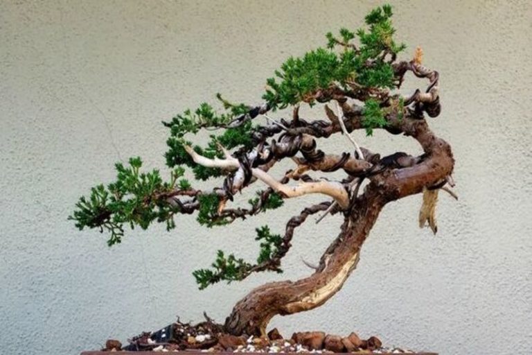 Windswept Bonsai: The Art of Shaping Nature