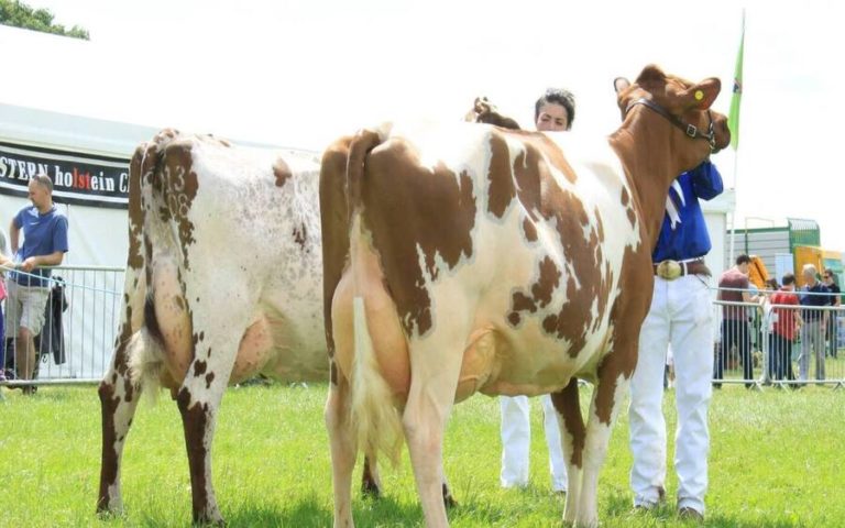 Ayrshire Cattle: The Resilient and Adaptable Breed for Sustainable ...