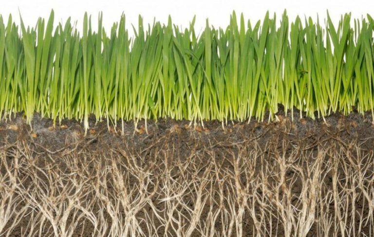 Humates in Agriculture: The Natural Solution to Improve Soil Structure ...