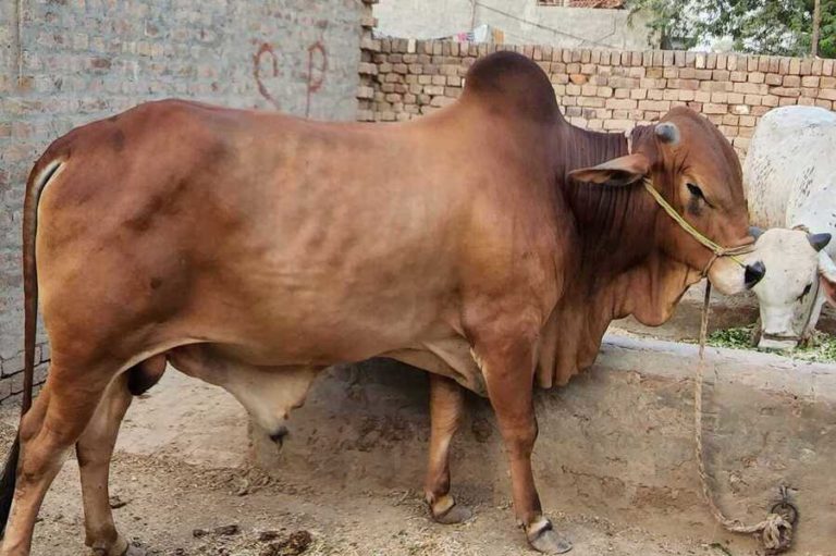 Sahiwal Cattle: A Valuable Breed for Dairy Production and More