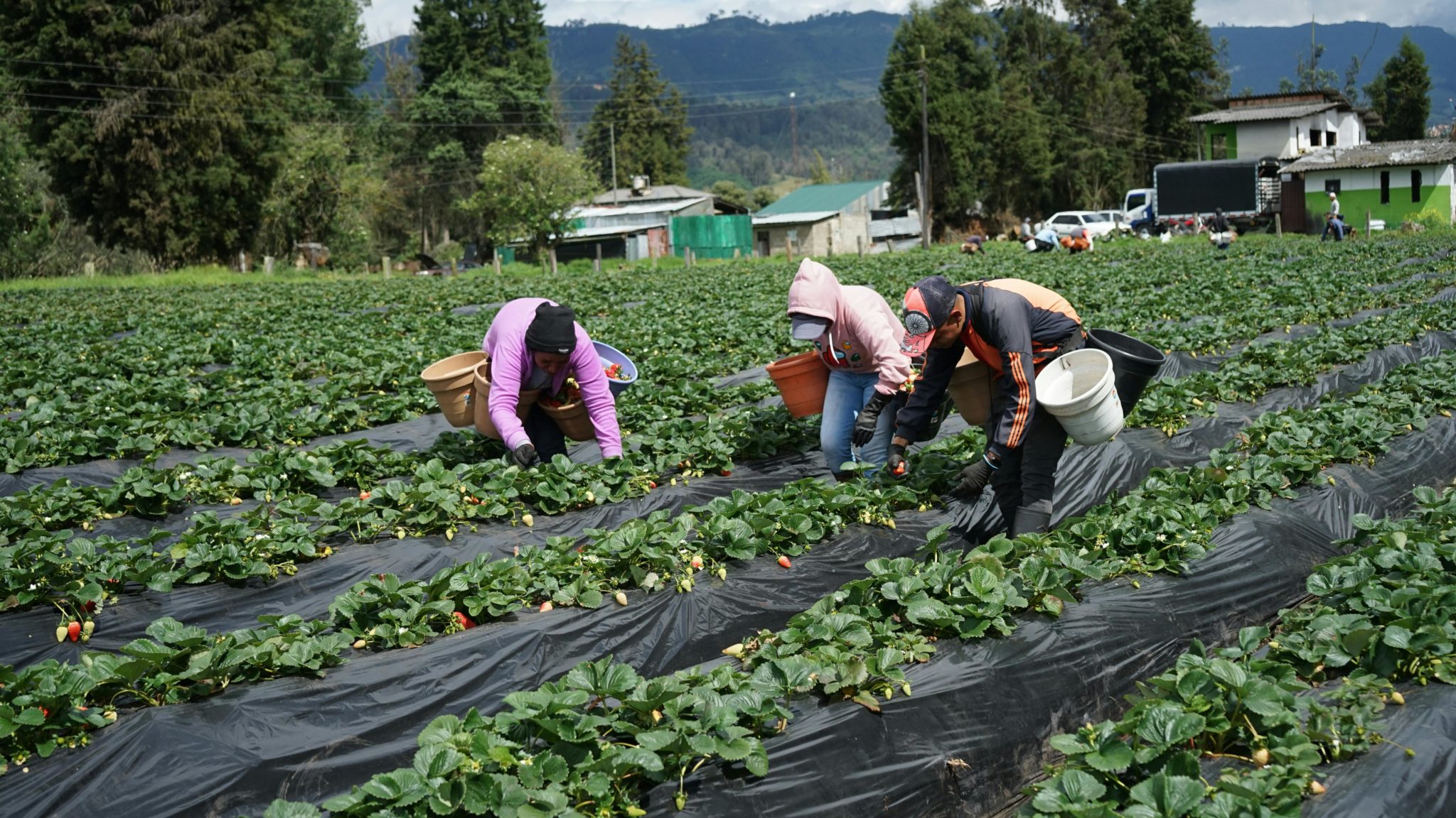 Diversity in Agriculture: Cultivating a Robust and Sustainable Food Future