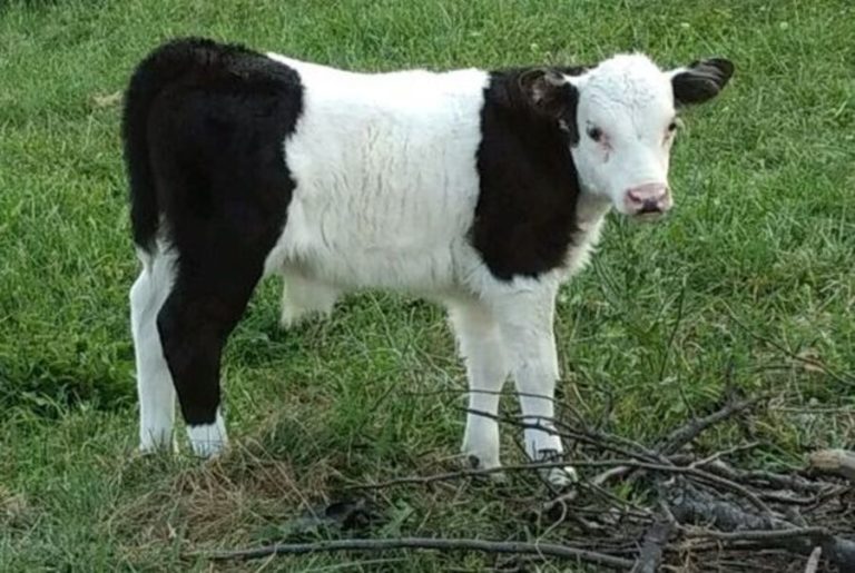 Miniature Cattle: The Compact Livestock Revolutionizing Farming and ...