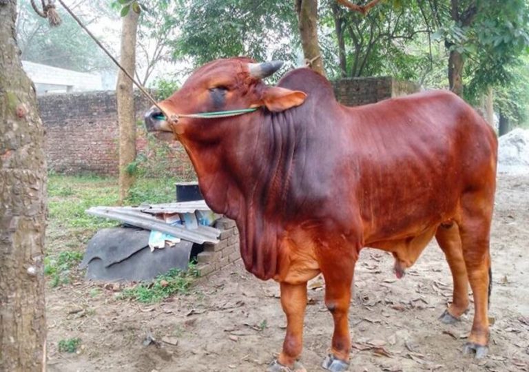 Sahiwal Cattle: A Valuable Breed for Dairy Production and More