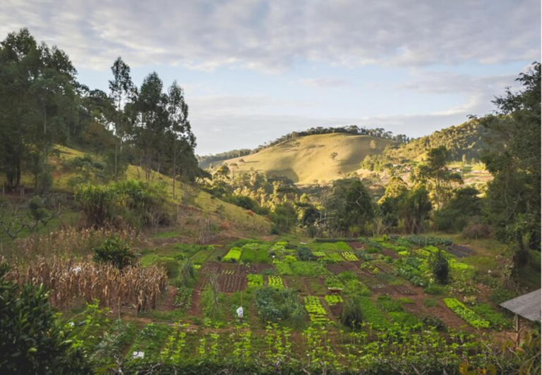 Agroforestry: The Future of Sustainable Agriculture