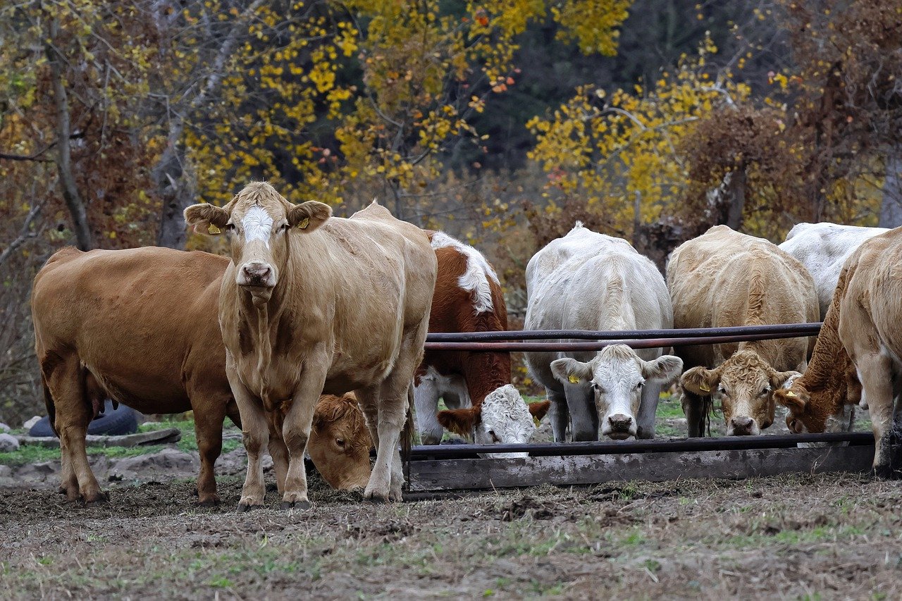 Livestock: The Backbone of Agricultural Systems and Food Production