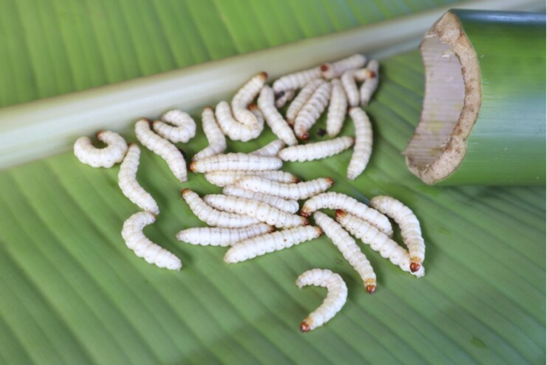 Understanding White Grub: Description, Economic Importance and Control ...
