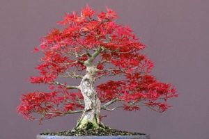 Red Dragon Maple Bonsai : A Stunning Addition to Your Garden