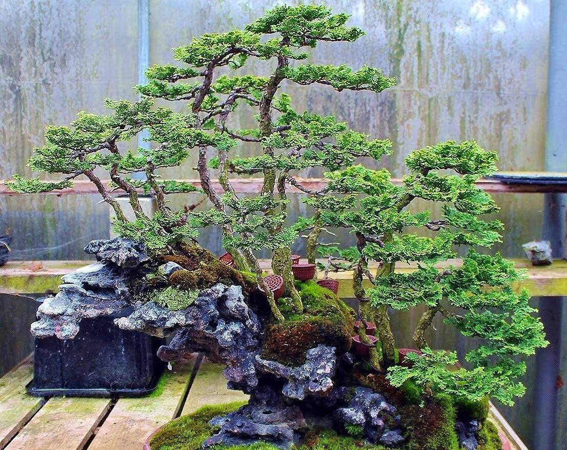 Bonsai Rock Planting: Exploring the Harmony of Trees and Rocks