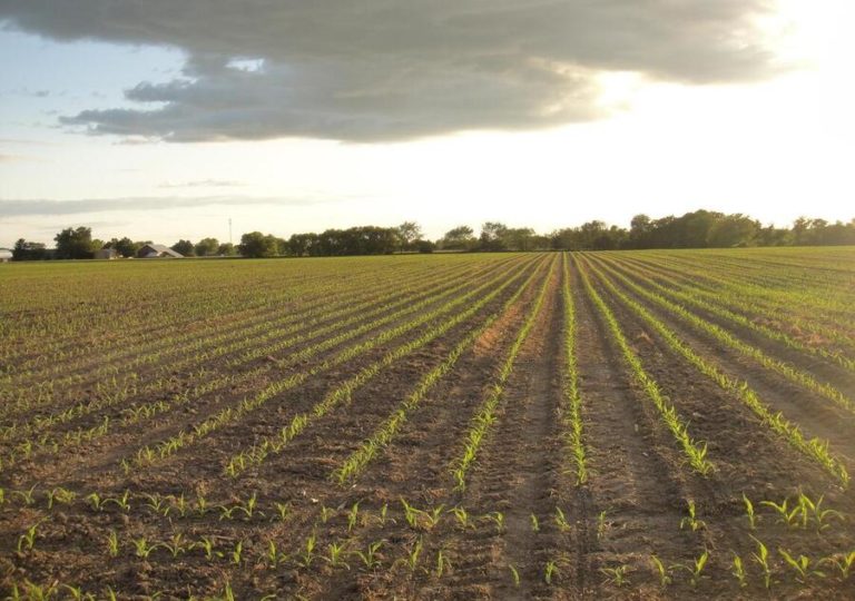 Unsustainable Farming Practices: Environmental and Human Health Risks