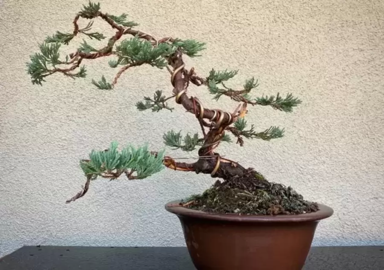 Blue Rug Juniper Bonsai: Cultivating a Living Masterpiece in Your Garden