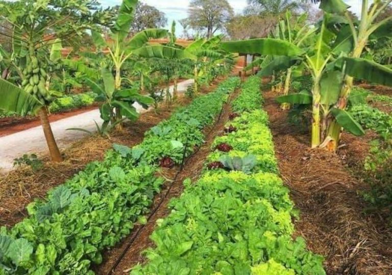 Intercrop Farming: A Sustainable and Effective Way to Improve Soil ...