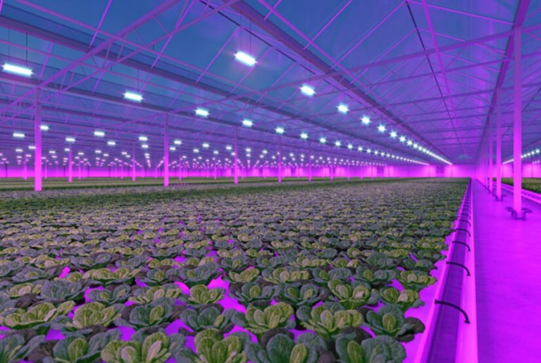 UV Light in Agriculture: Benefits, Applications, and Safety Considerations